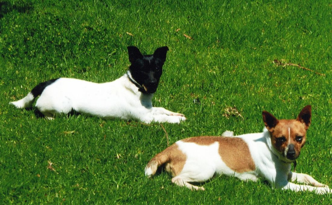 Mini Foxie Club of Australia | Dog Breed Club