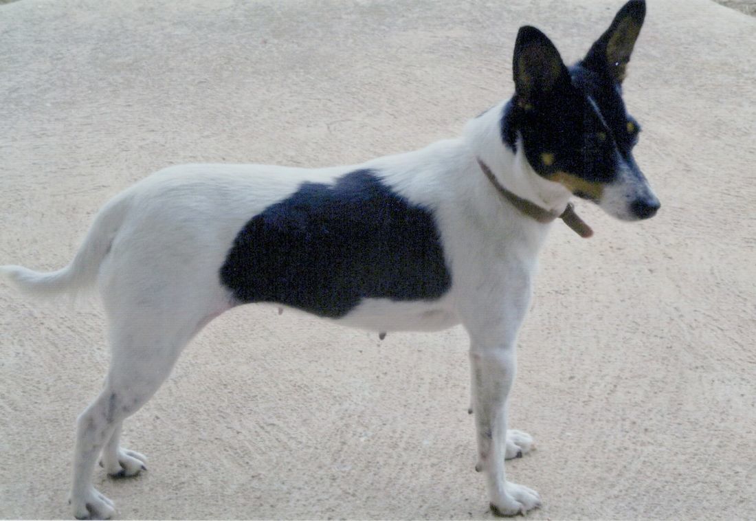 Mini Foxie Club of Australia | Dog Breed Club