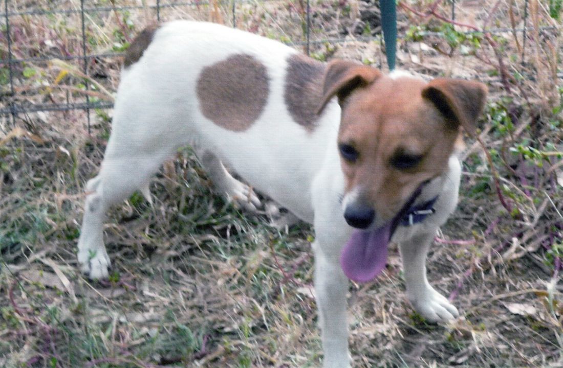 Mini Foxie Club of Australia | Dog Breed Club