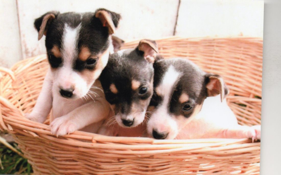 Mini Foxie Club of Australia | Dog Breed Club