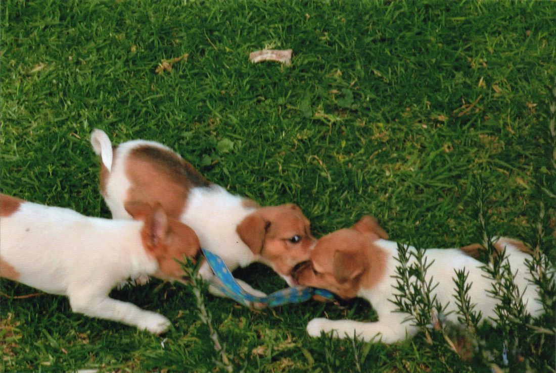 Mini Foxie Club of Australia | Dog Breed Club