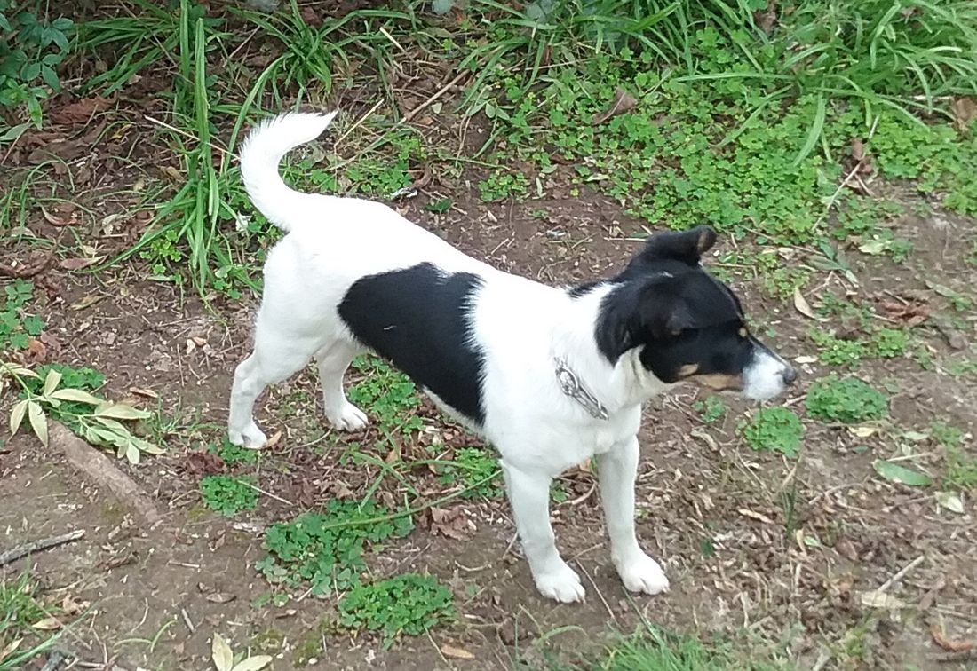 Mini Foxie Club of Australia | Dog Breed Club